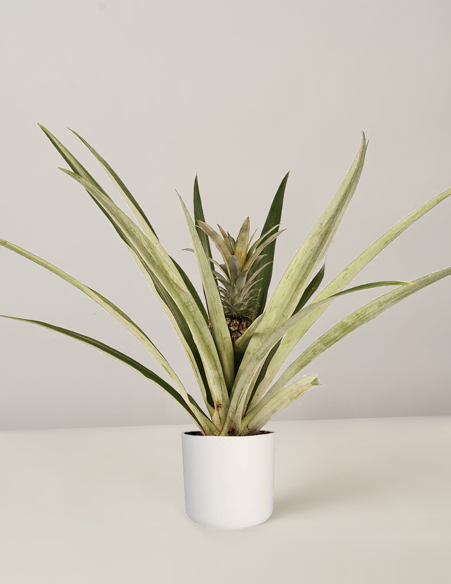 Ananas Champaca Zierananas – vielgrün