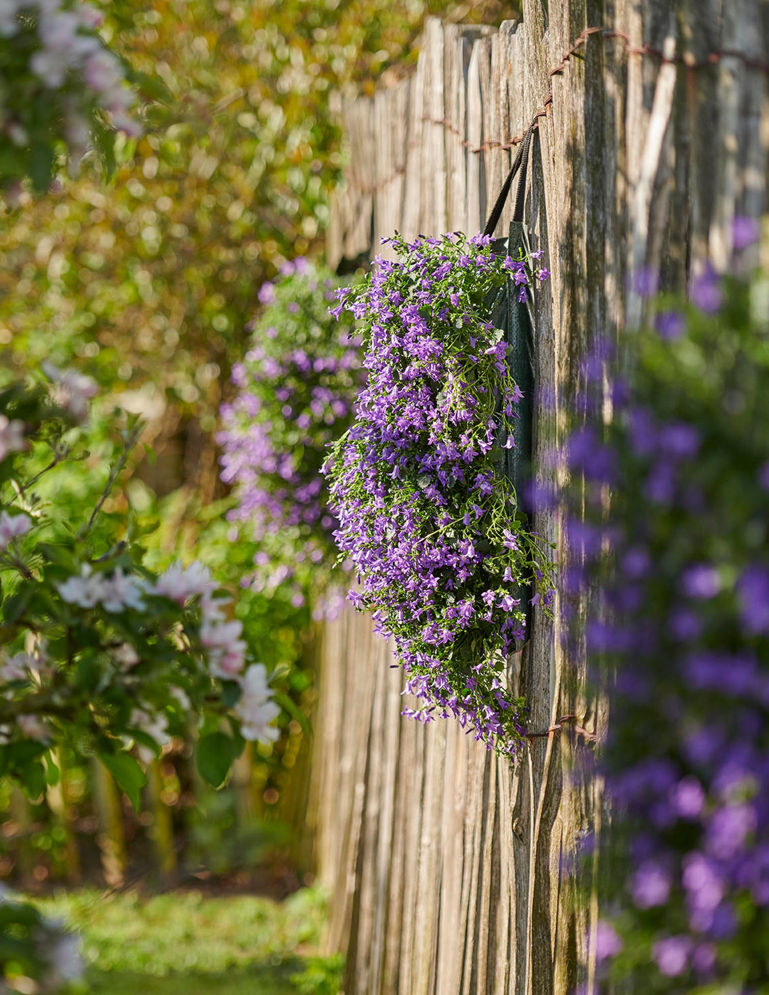 Campanula Ampella, Wandhänger, Duo – vielgrün